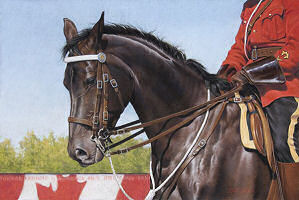 RCMP Musical Ride Paintings by Canadian Artist Joan Larson